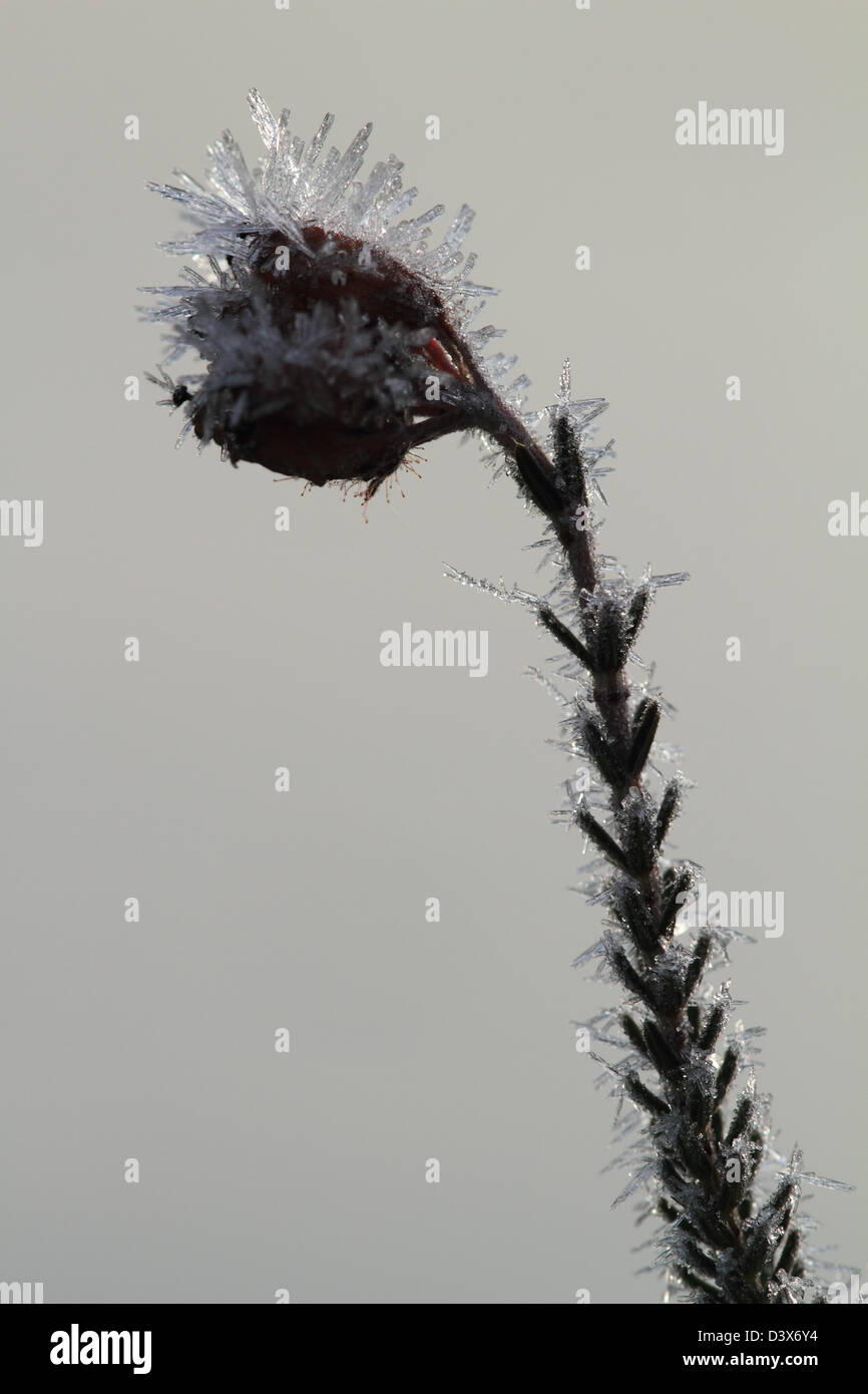 Hoar cross hi-res stock photography and images - Alamy