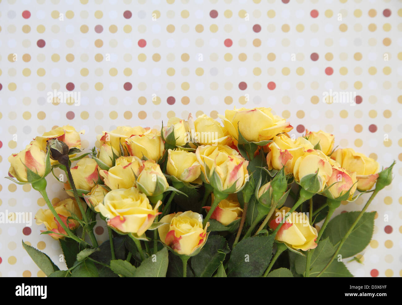 miniature yellow roses against a polka dot background Stock Photo - Alamy
