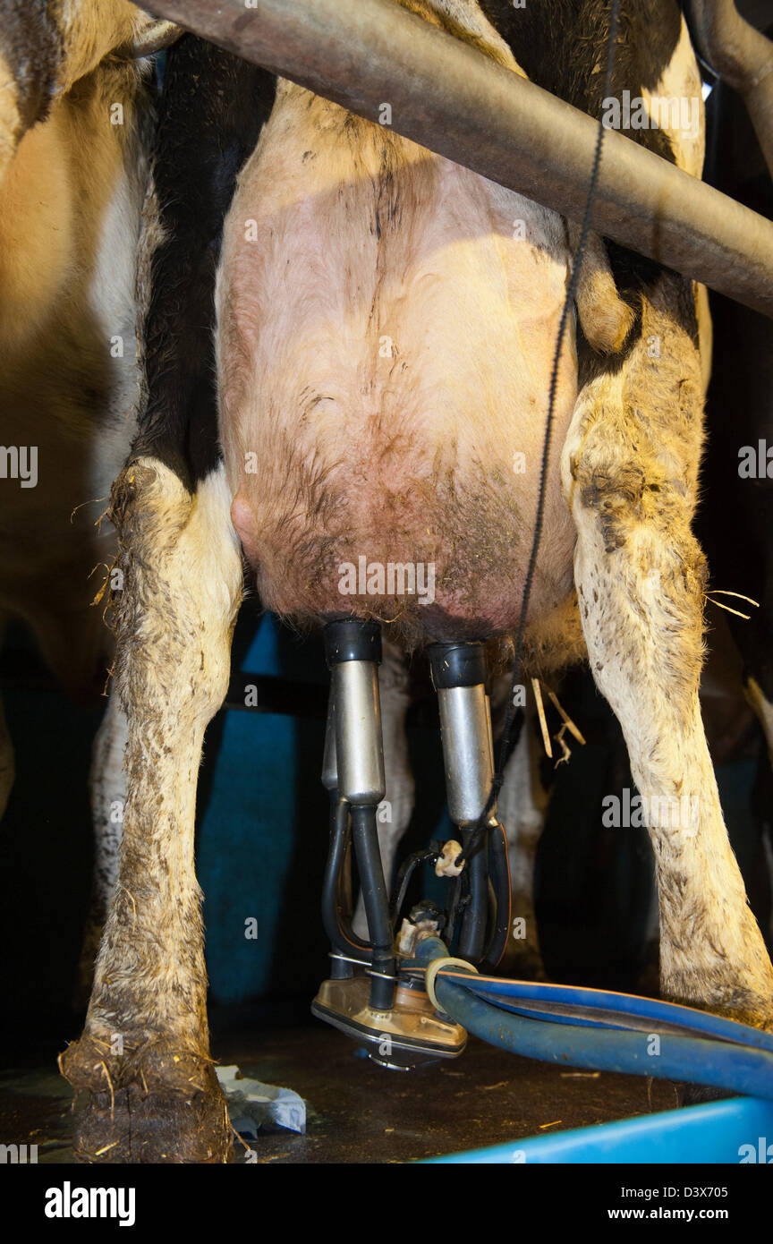Milking clusters on dairy cattle in parlour Stock Photo - Alamy