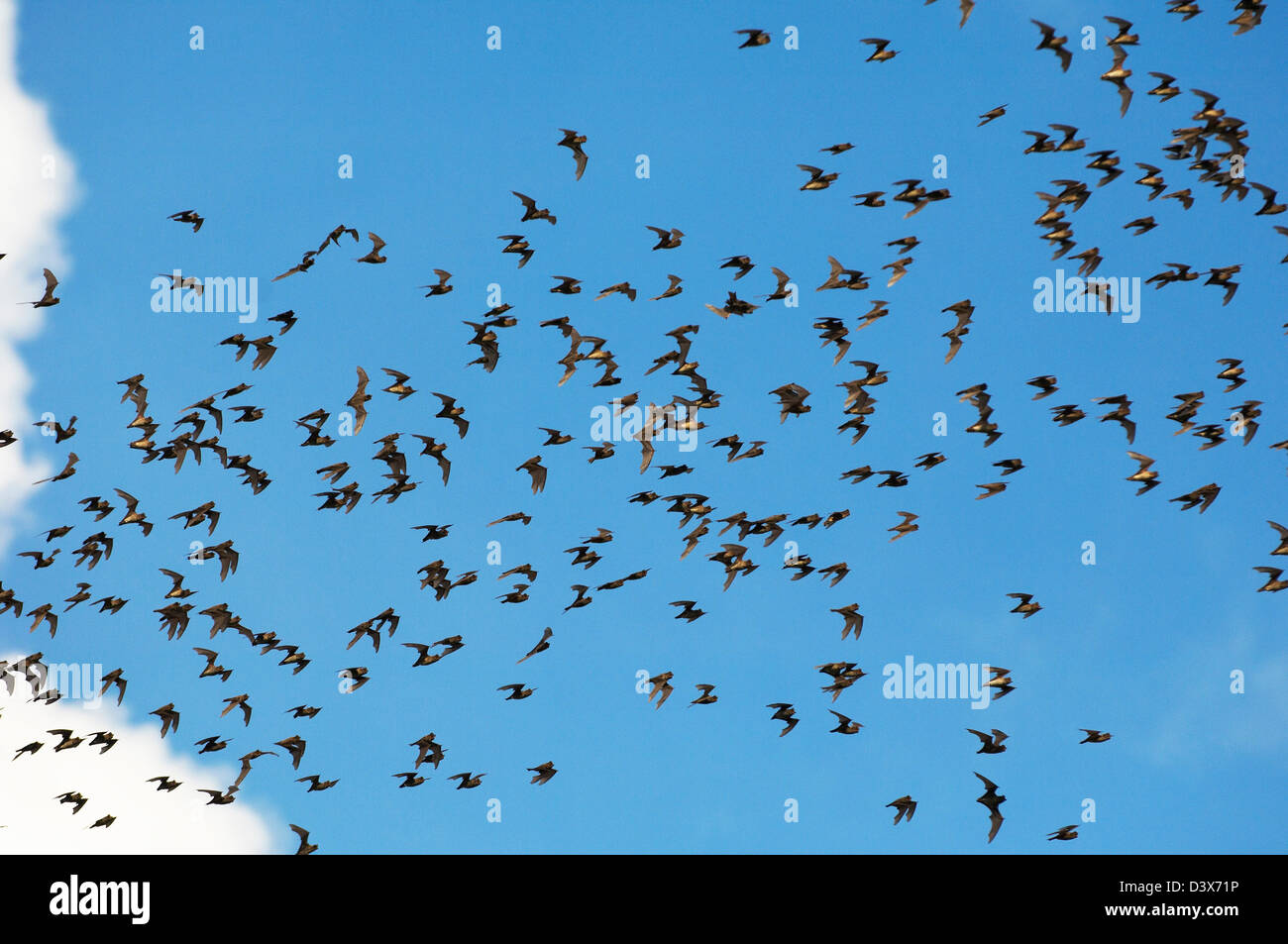 wrinkled lipped bats at dusk Stock Photo - Alamy