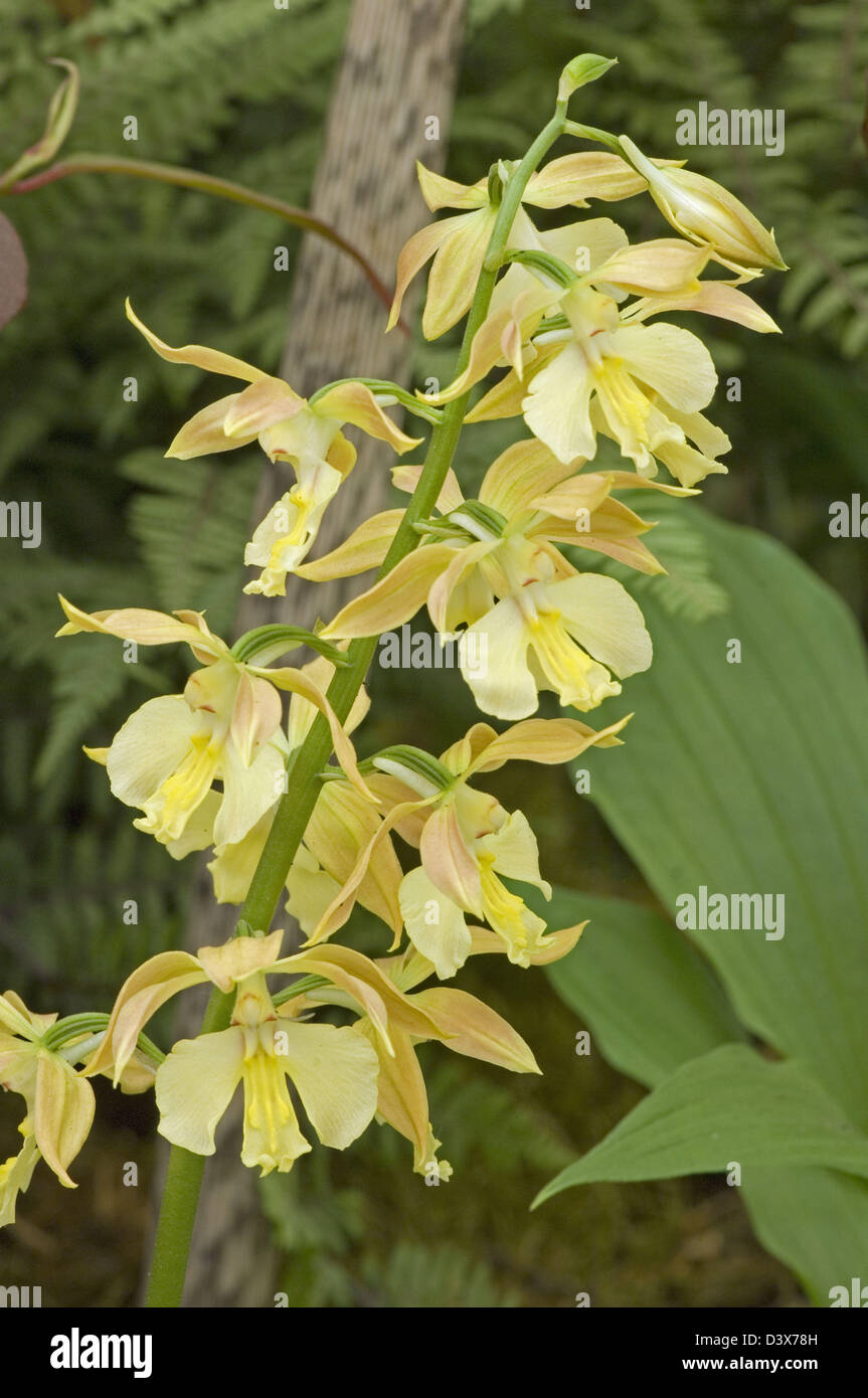 Calanthe orchid flower exotic hi-res stock photography and images - Alamy