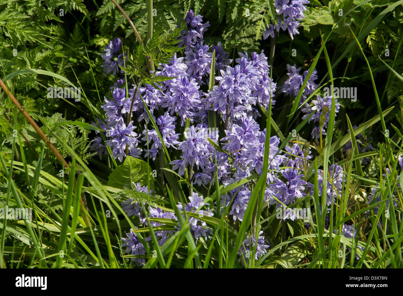 A lovely bunch of vibrant bluebells on a sunny day Stock Photo - Alamy