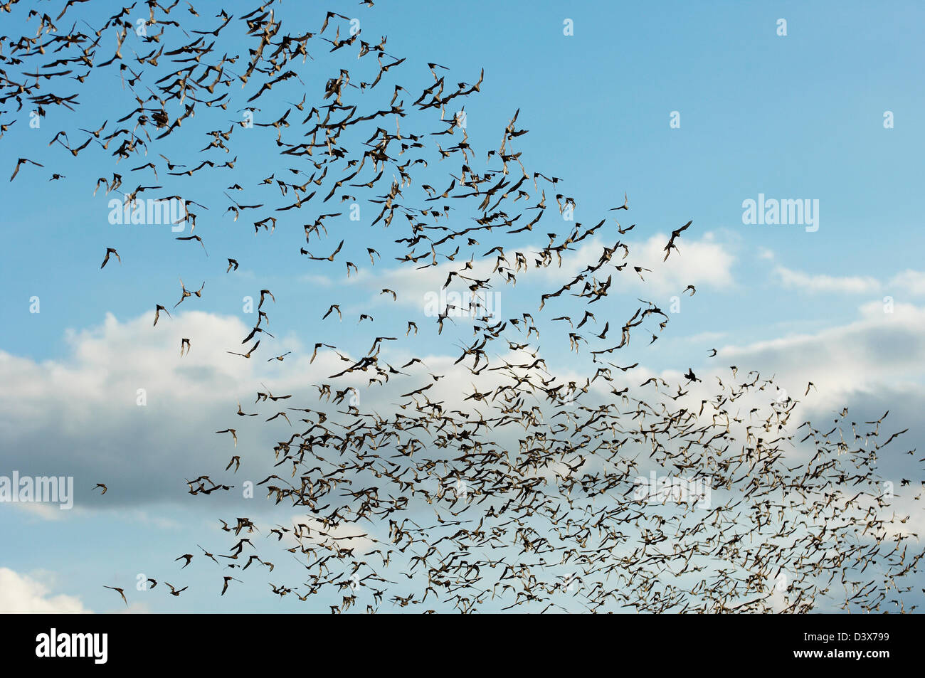 wrinkled lipped bats at dusk Stock Photo - Alamy