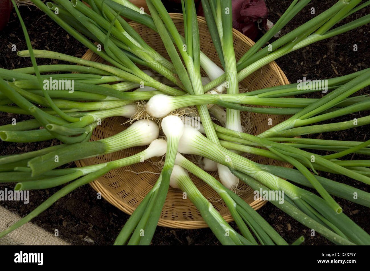 Cleaned onions hi-res stock photography and images - Alamy