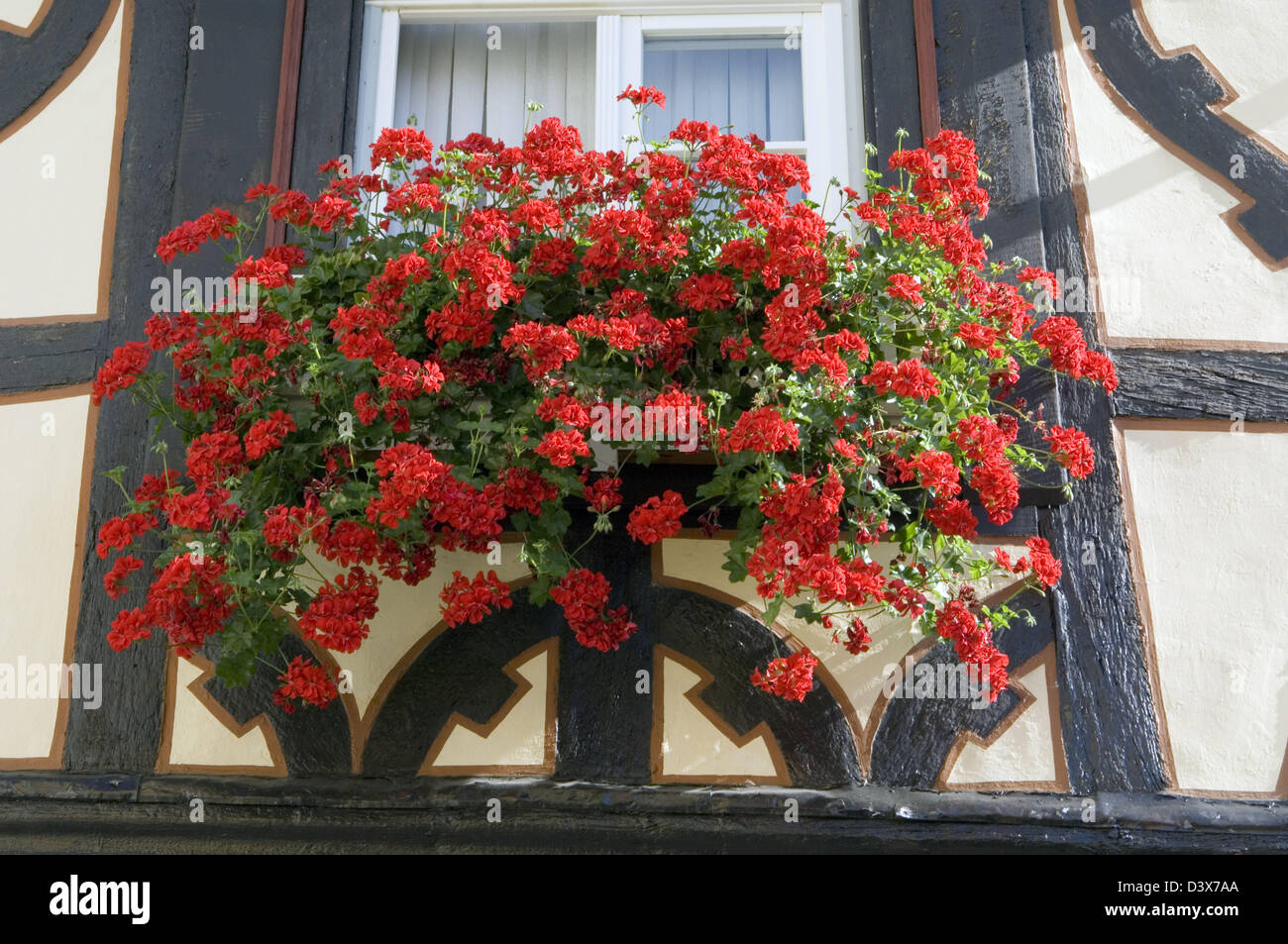 Ivy-leaved Pelargoniums or Geraniums "Balcon Strain" in scarlet growing ...
