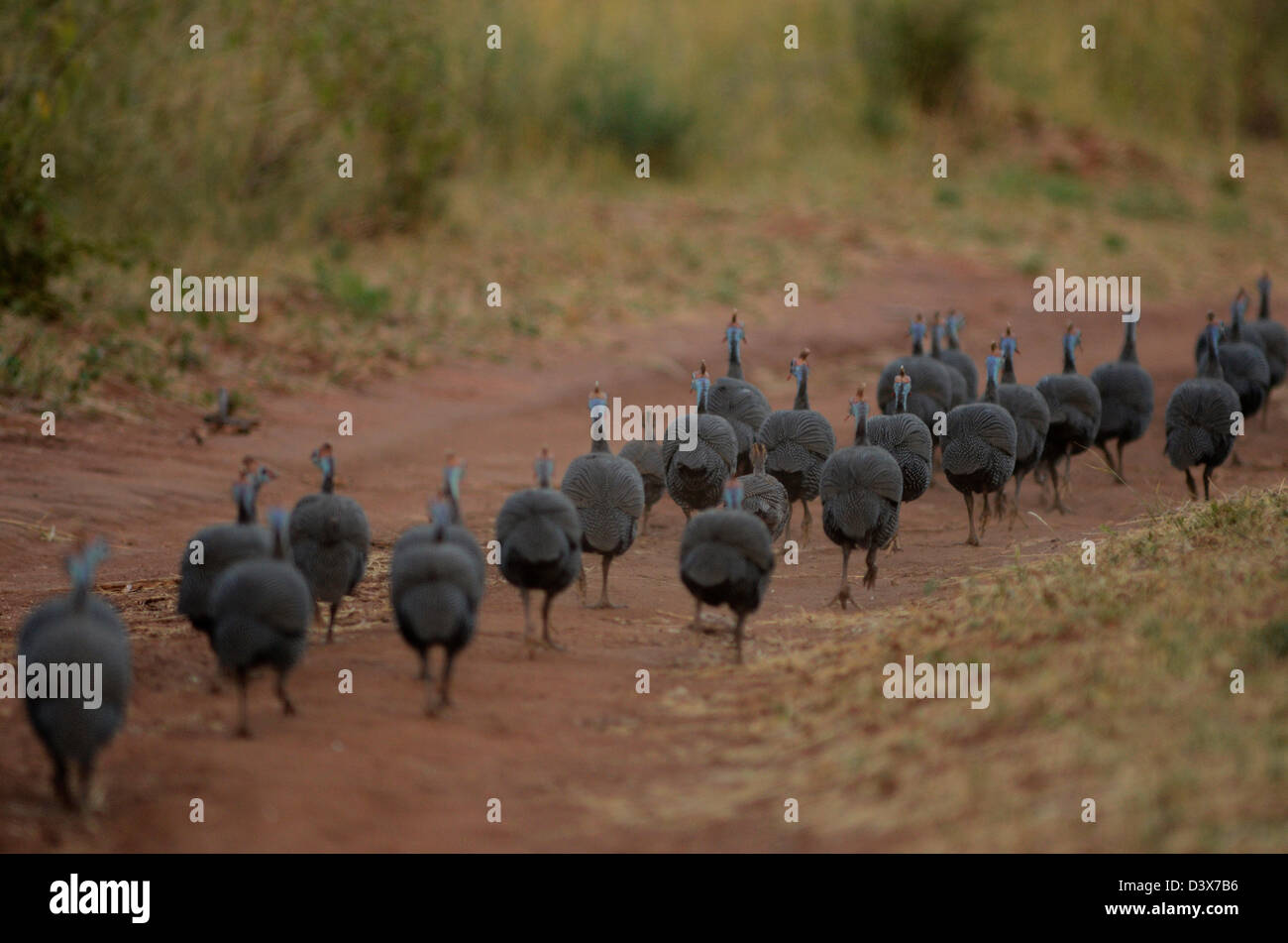 Africa bird safari photos hi-res stock photography and images - Alamy