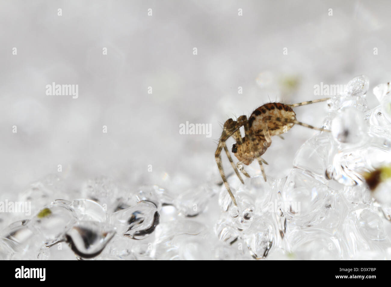 A small spider in a foreign environment; on melting snow. Photographed ...