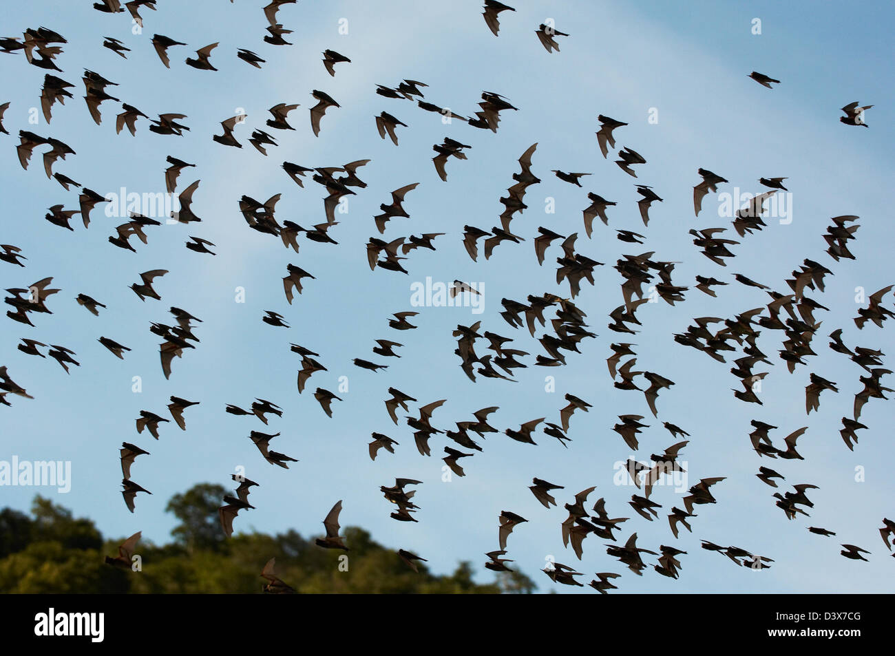 wrinkled lipped bats at dusk Stock Photo - Alamy