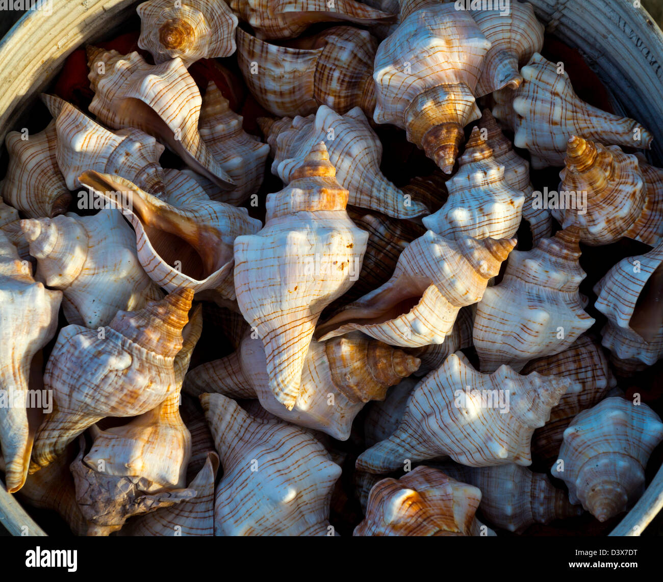 Seashells for sale wales hi-res stock photography and images - Alamy