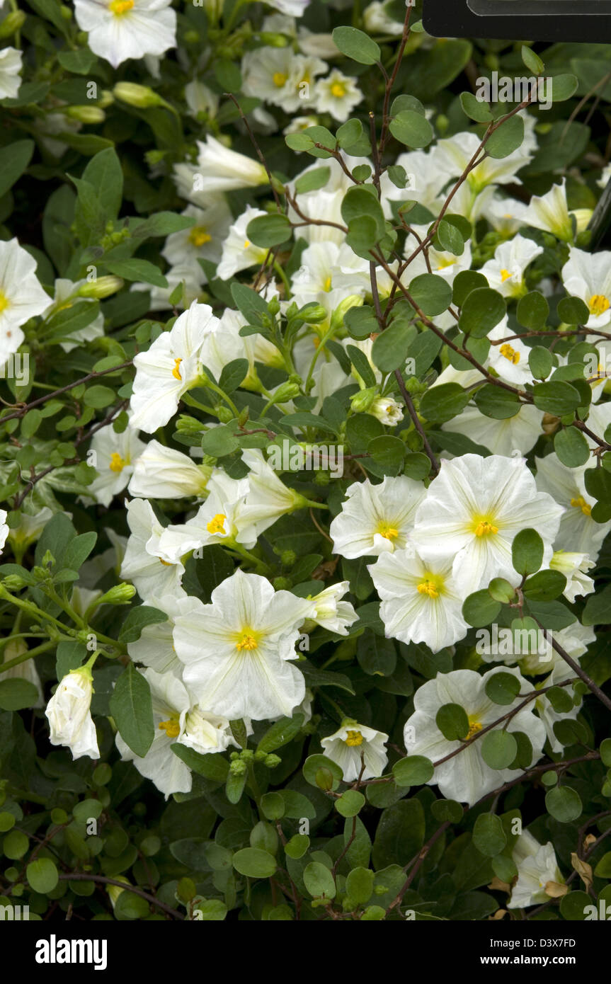 Intertwined plants hi-res stock photography and images - Alamy