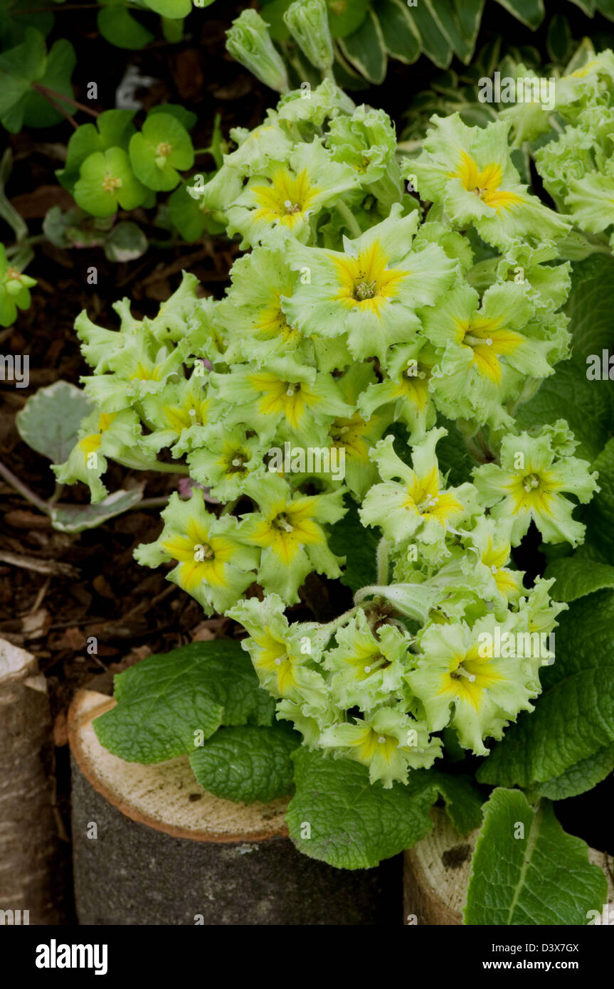 Primula "Green Lace Stock Photo - Alamy
