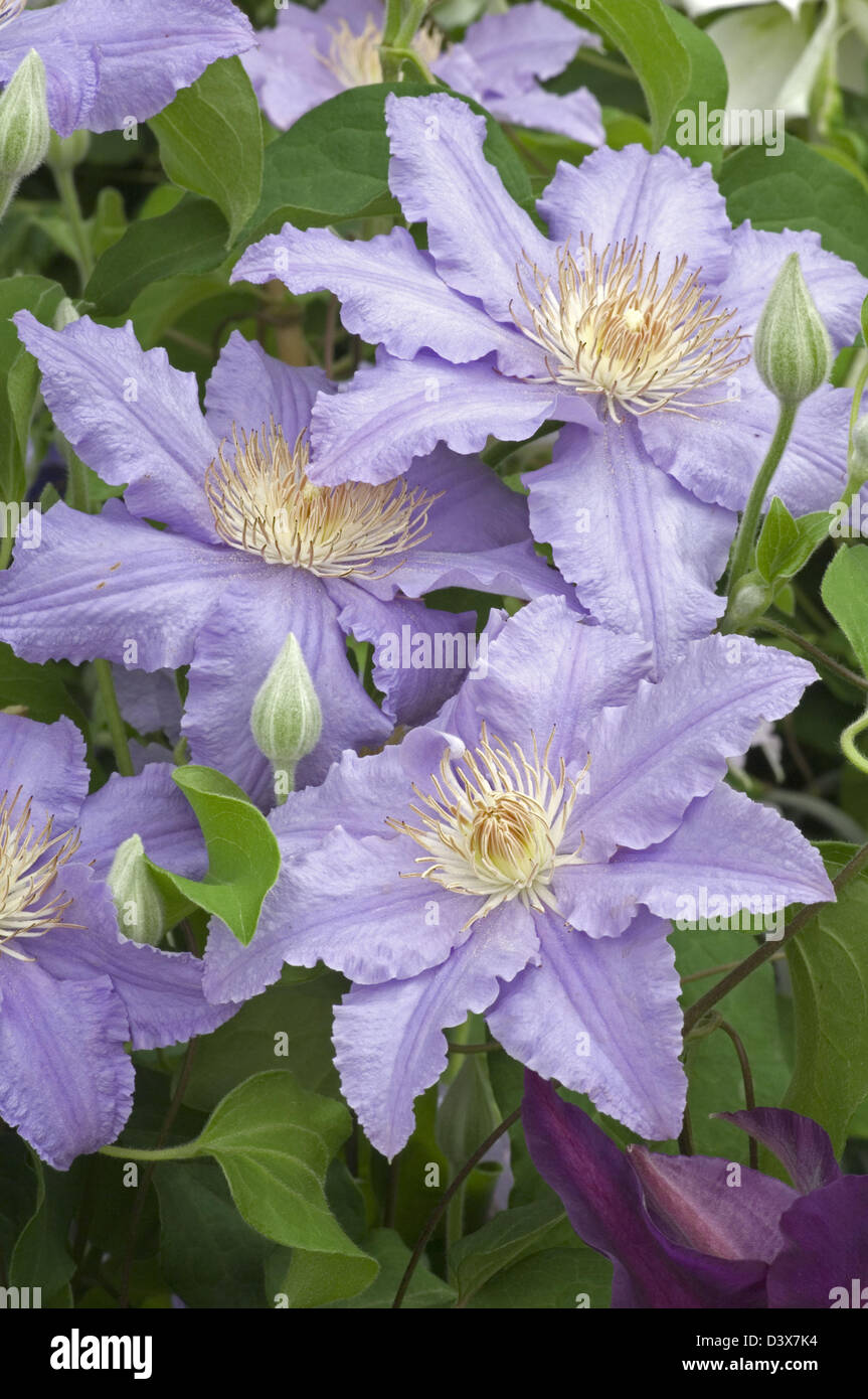 Clematis 'Angelique' an early, large flowered variety with Plant ...