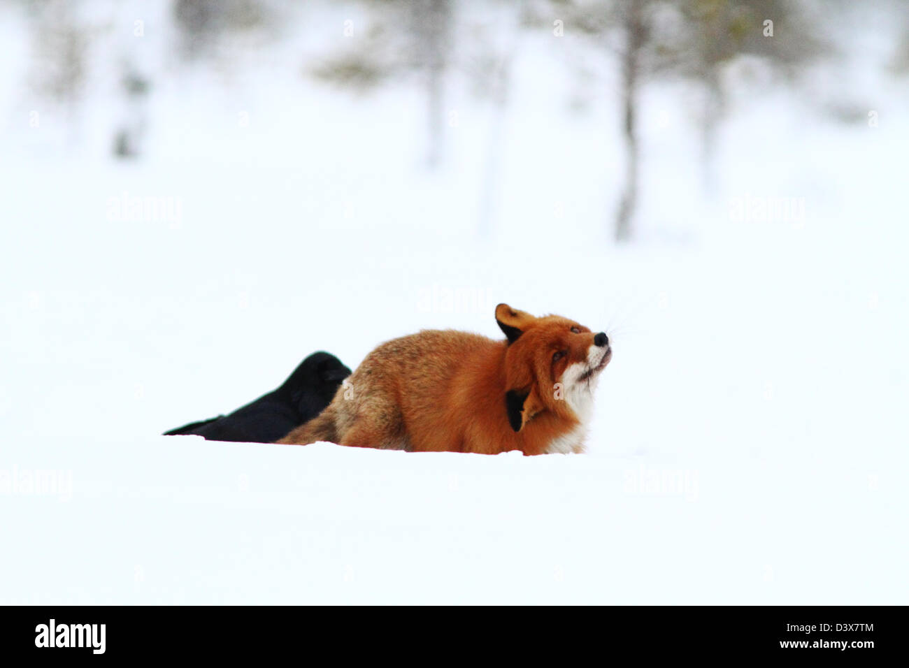 Red Fox (Vulpes vulpes) shaking it`s head. Photographed in Västerbotten ...