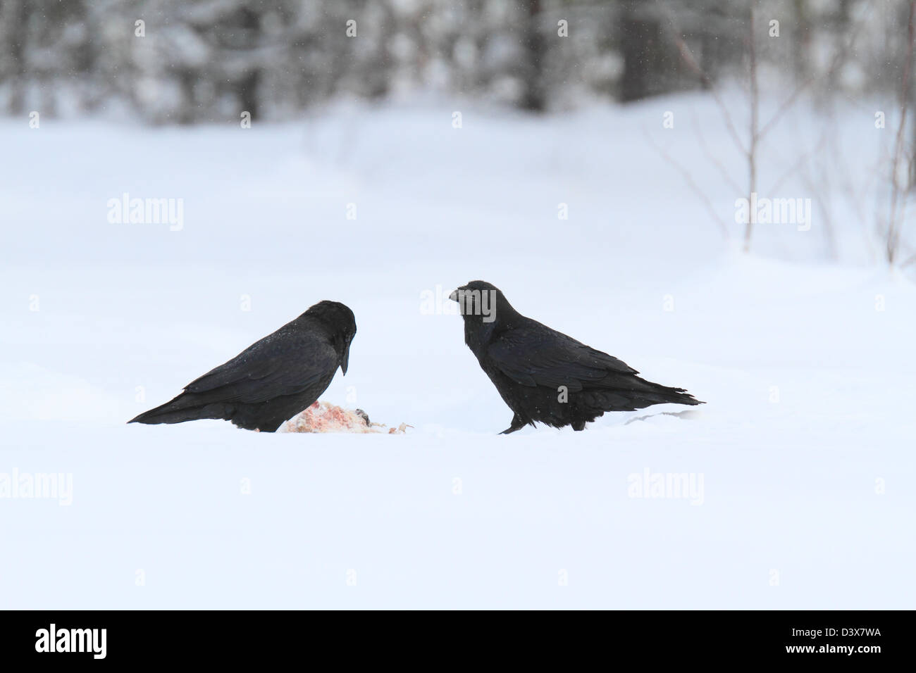 Common raven scandinavia hi-res stock photography and images - Alamy