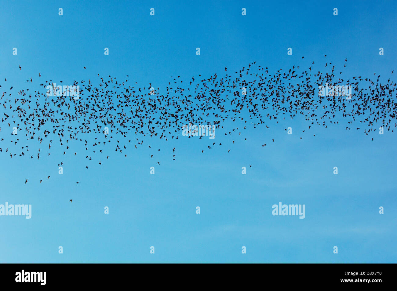 wrinkled lipped bats at dusk Stock Photo - Alamy