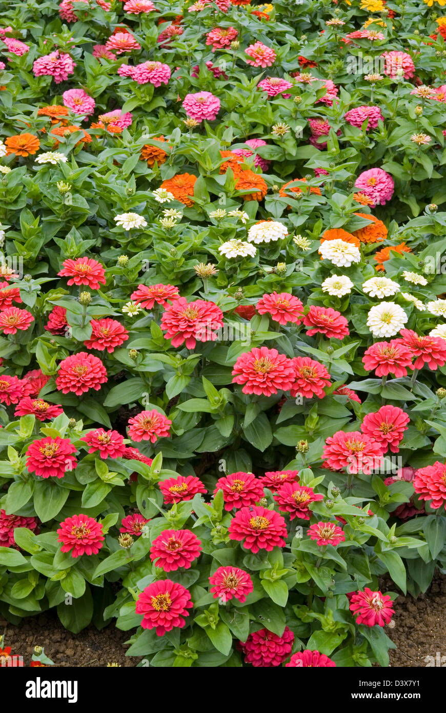 Zinnia 'Magellan Mix' Date: 03.11.2008 Ref: ZB907 123496 0050 ...