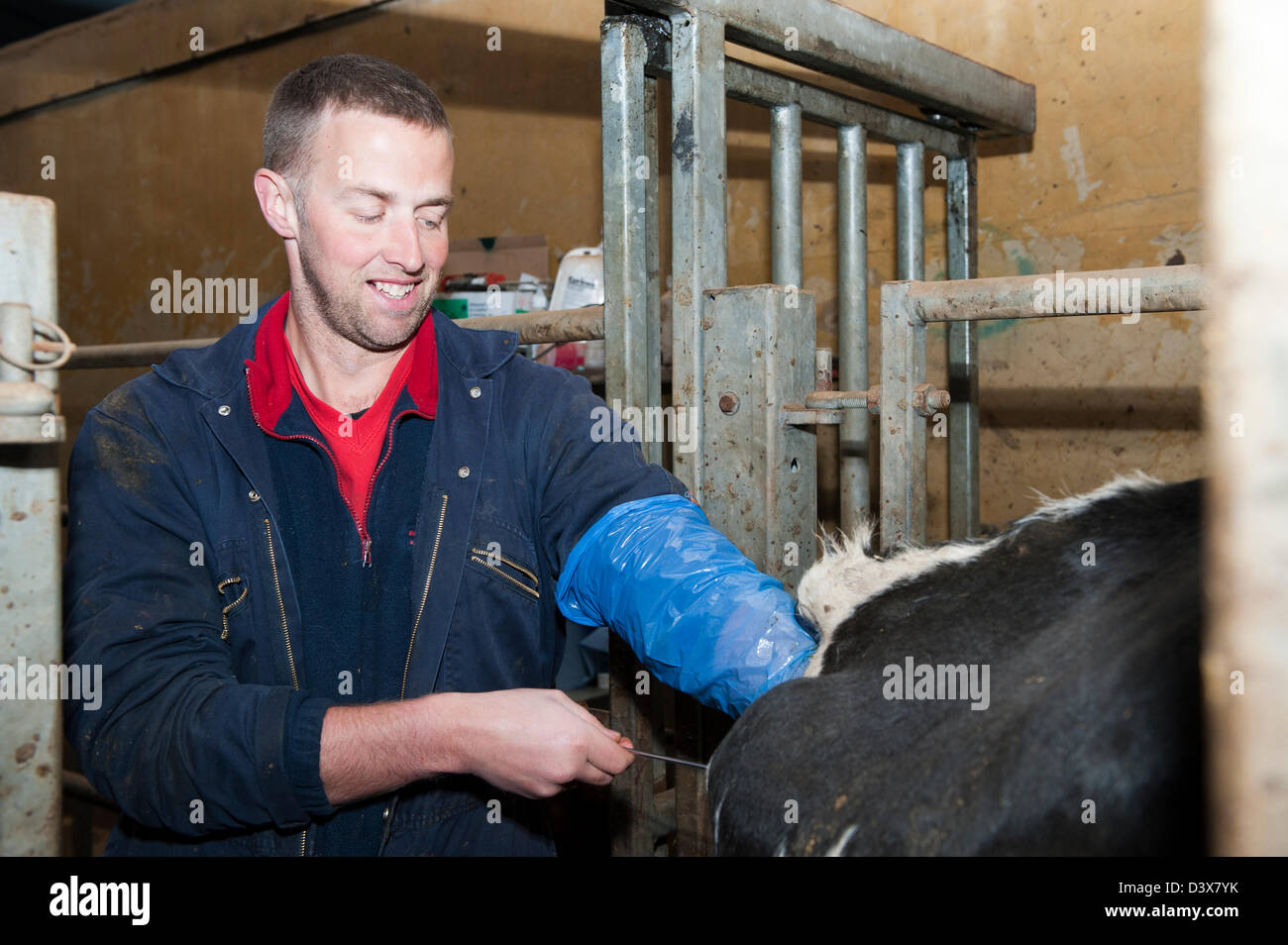 Farmer artificially inseminating a dairy cow Stock Photo - Alamy