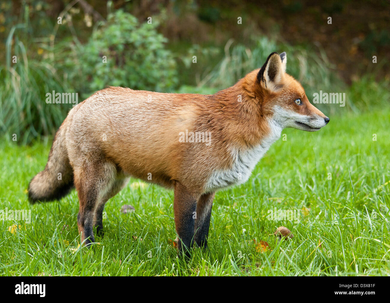 A Fox standing alert Stock Photo - Alamy