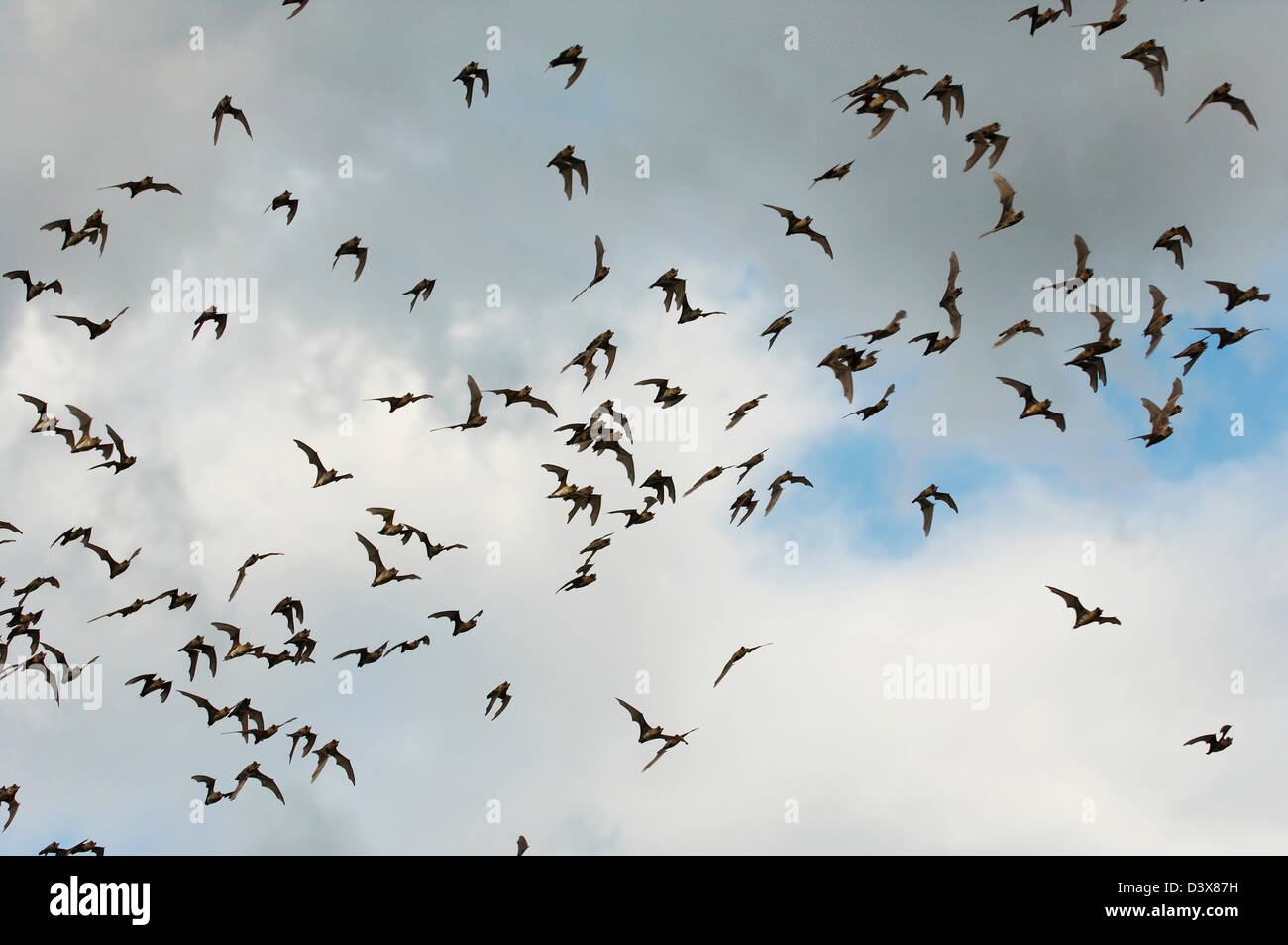wrinkled lipped bats at dusk Stock Photo - Alamy