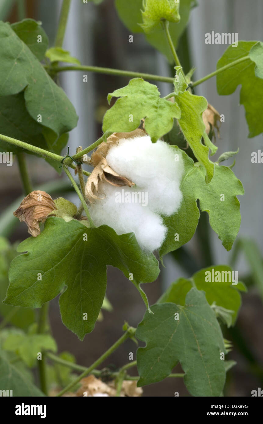 Cotton Seeds Dispersal