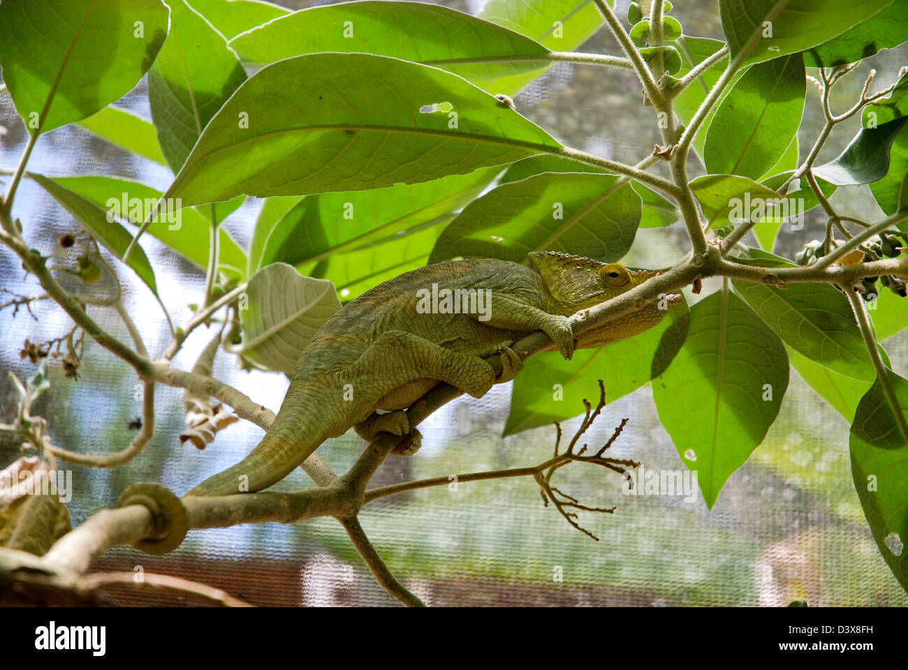 A small green chameleon sits in a tree with his tail curled around a ...