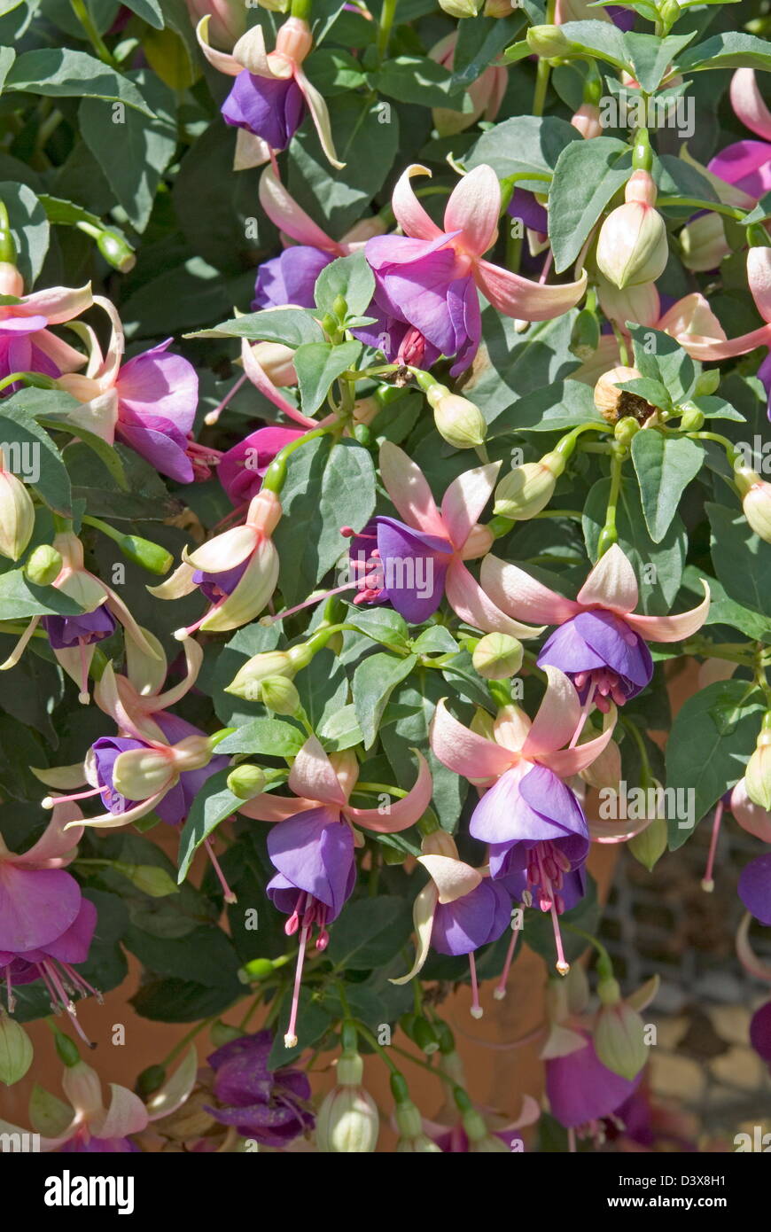 Fuchsia 'Turkish Delight' Date: 03.11.2008 Ref: ZB907 123496 0018 ...