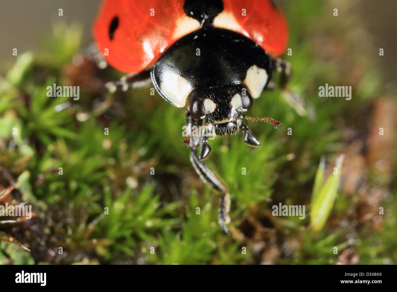 Seven-spot Ladybird (Coccinella septempunctata) closeup. Photographed ...
