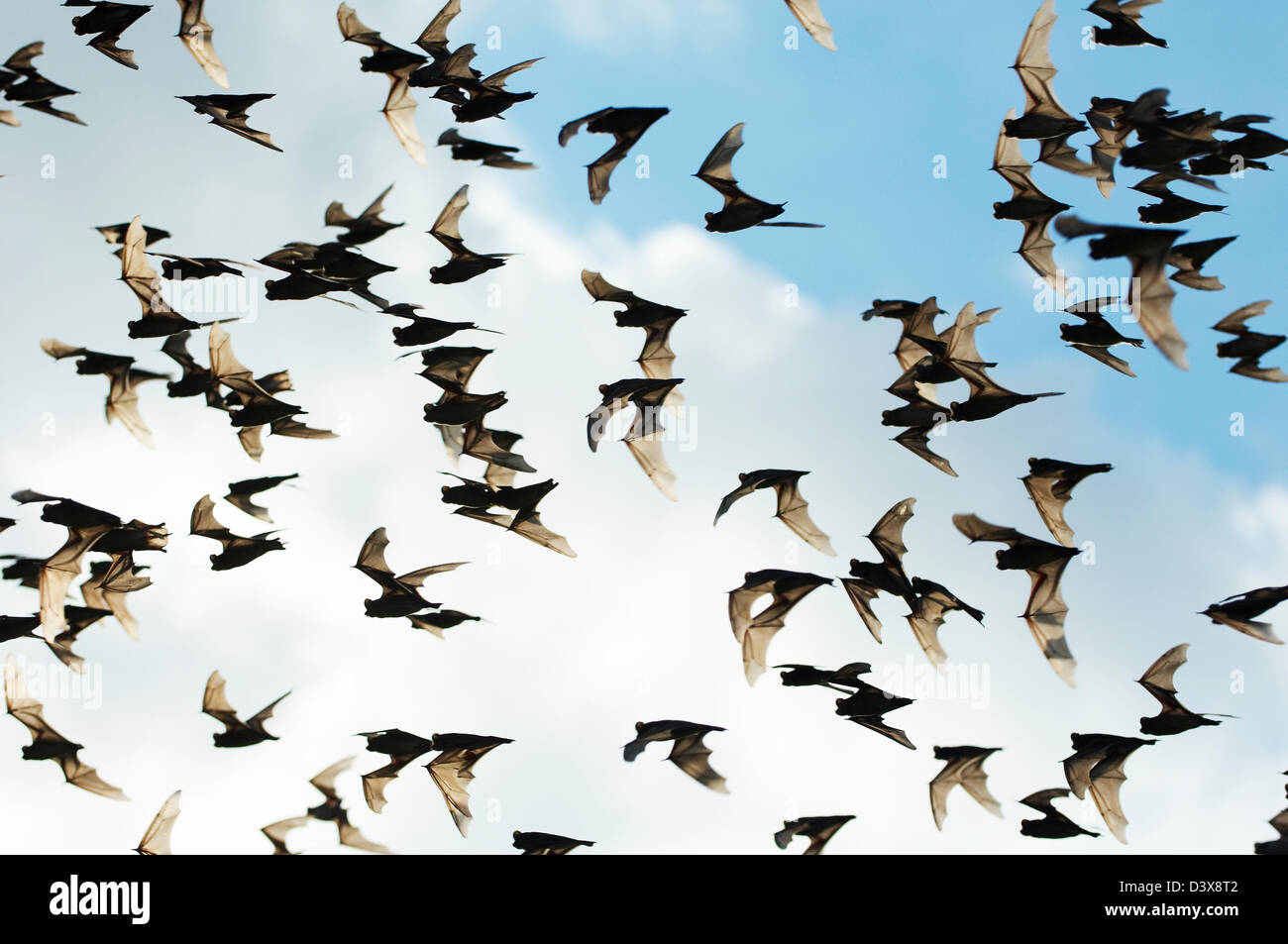 wrinkled lipped bats at dusk Stock Photo - Alamy
