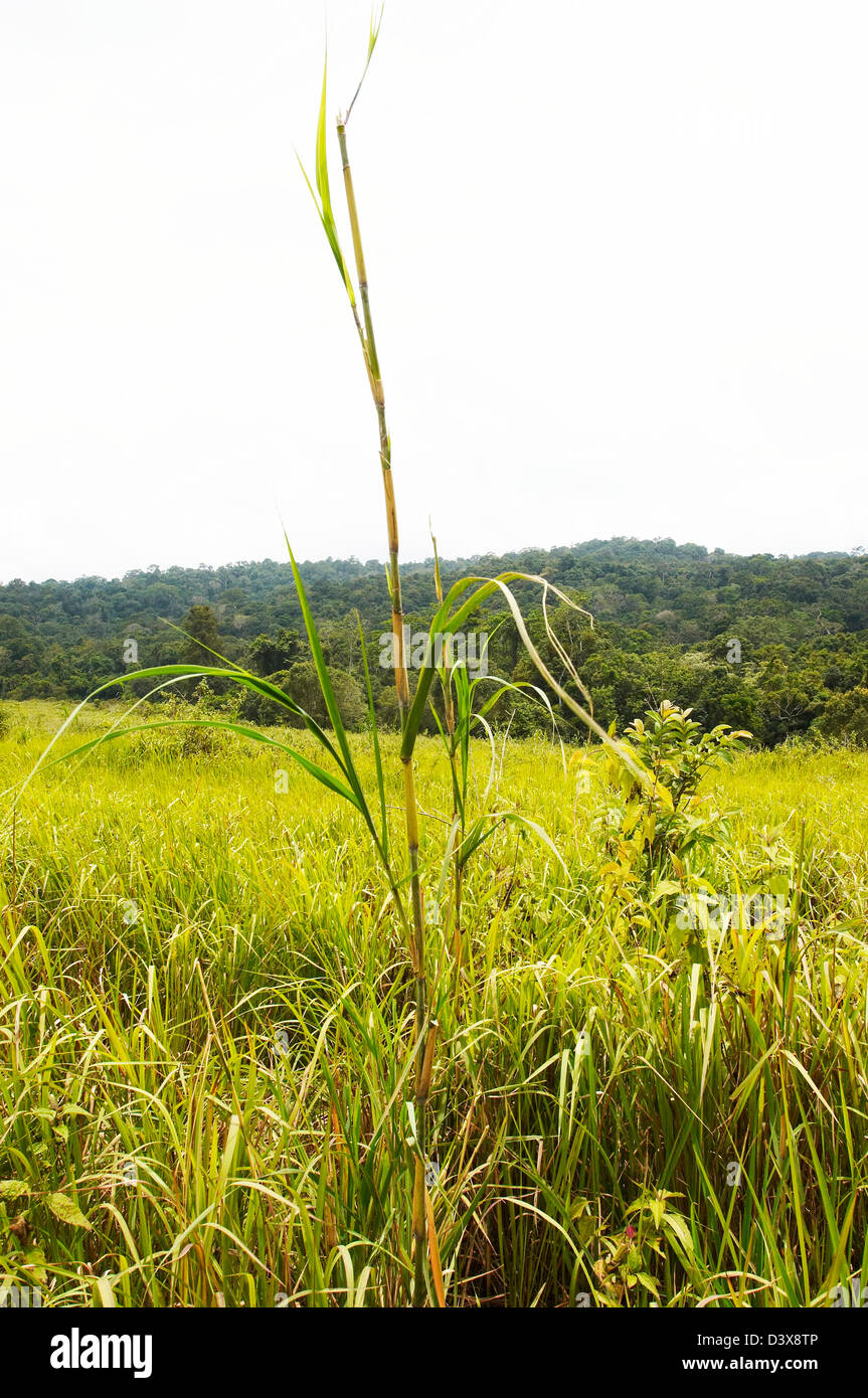 Birds of khao yai national park hi-res stock photography and images - Alamy