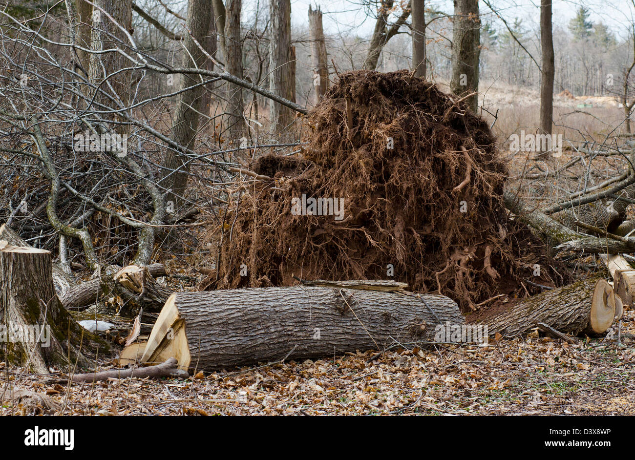 Stump cut logs and a overturned tree with roots exposed Stock Photo - Alamy
