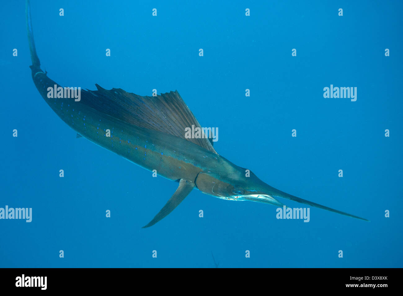 Sailfish High Resolution Stock Photography and Images - Alamy