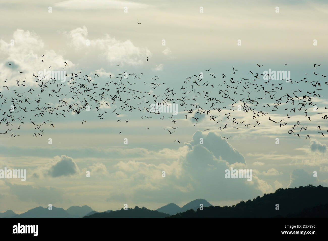 wrinkled lipped bats at dusk Stock Photo - Alamy