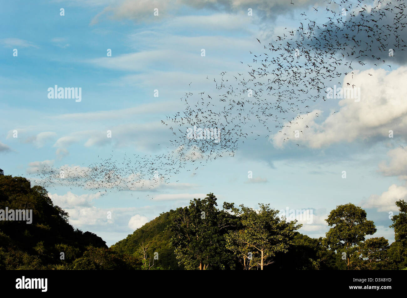 wrinkled lipped bats at dusk Stock Photo - Alamy