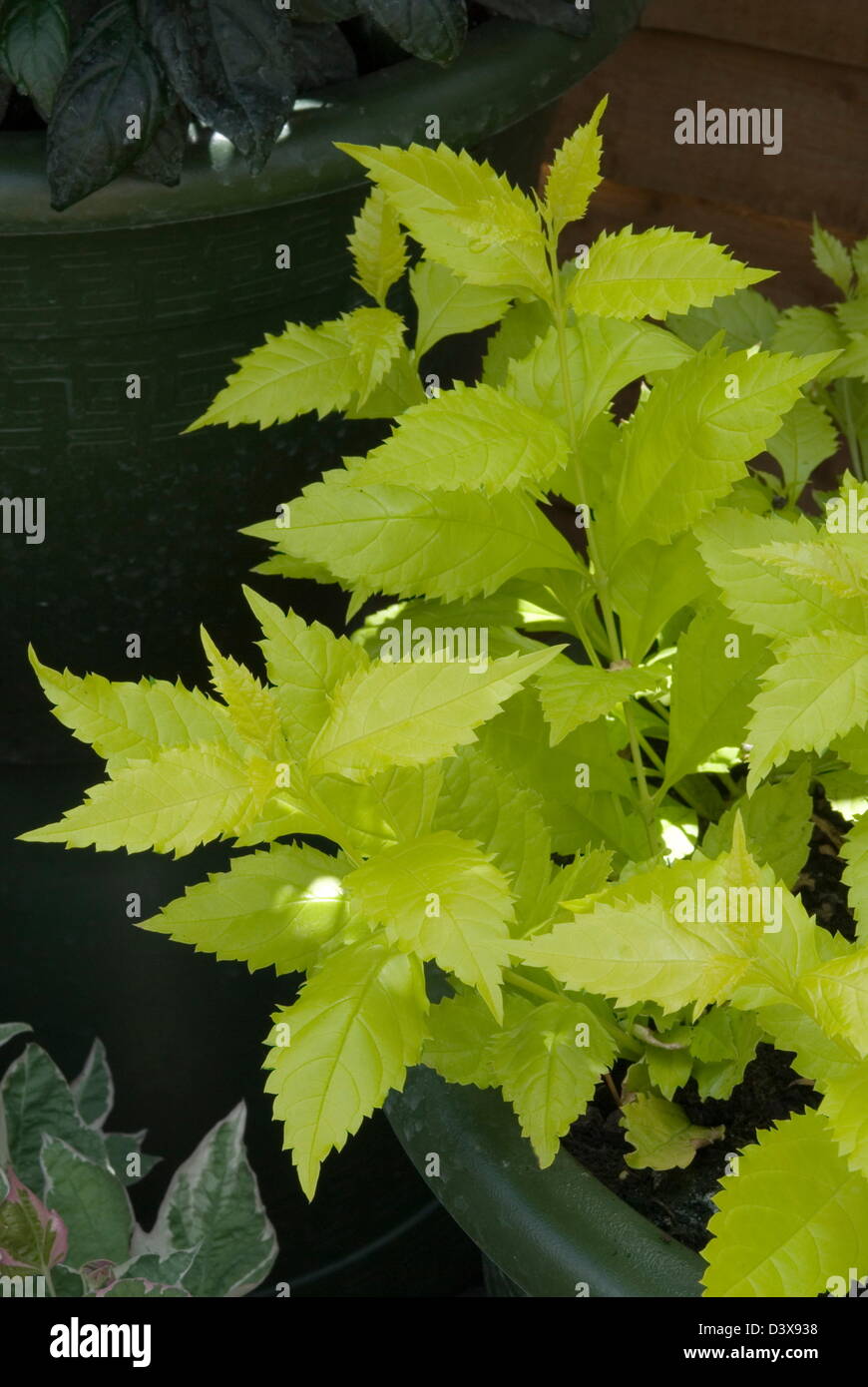 Duranta 'Gold Edge' Date: 03.11.2008 Ref: ZB907 123496 0002 COMPULSORY ...