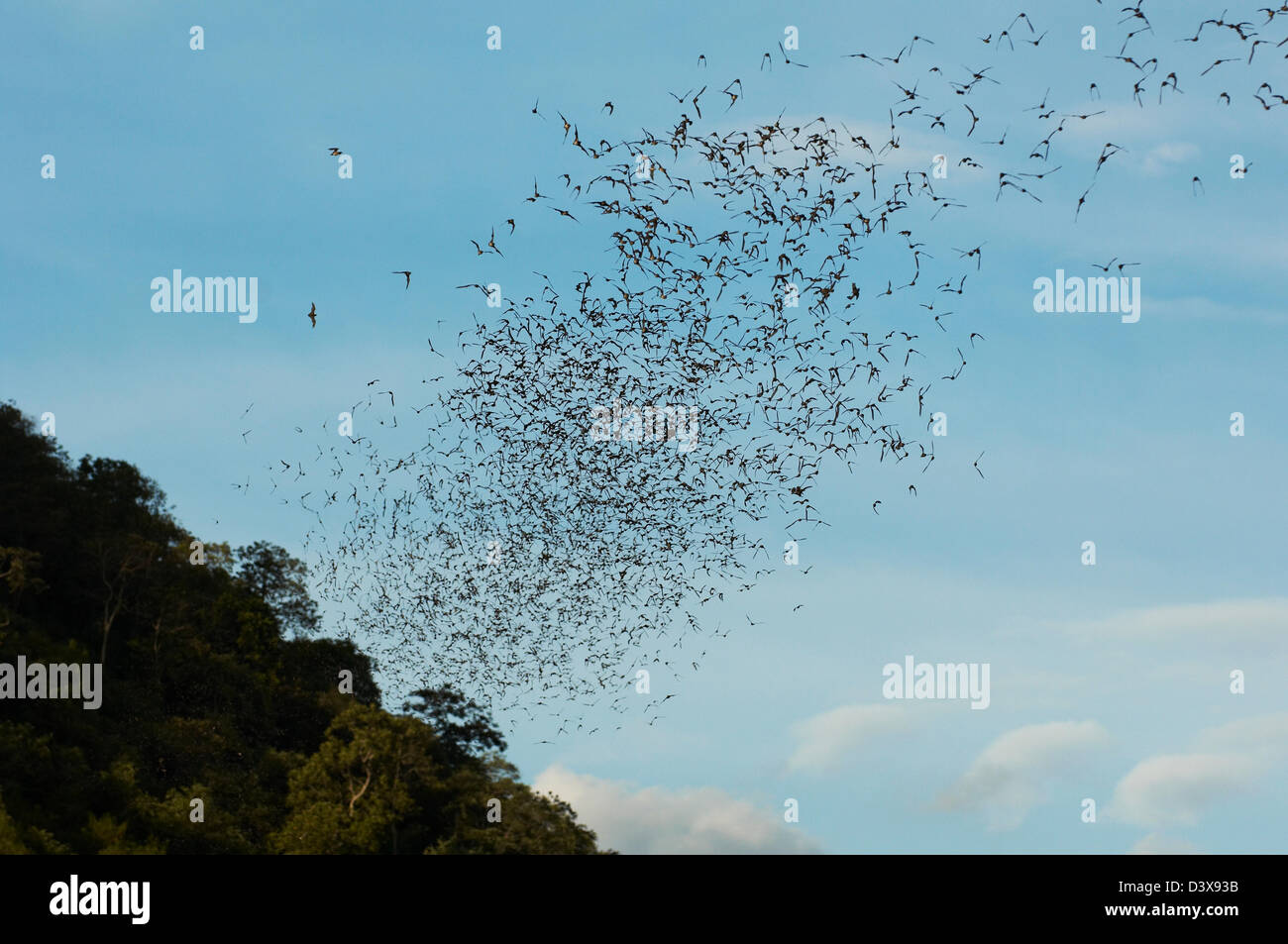 wrinkled lipped bats at dusk Stock Photo - Alamy