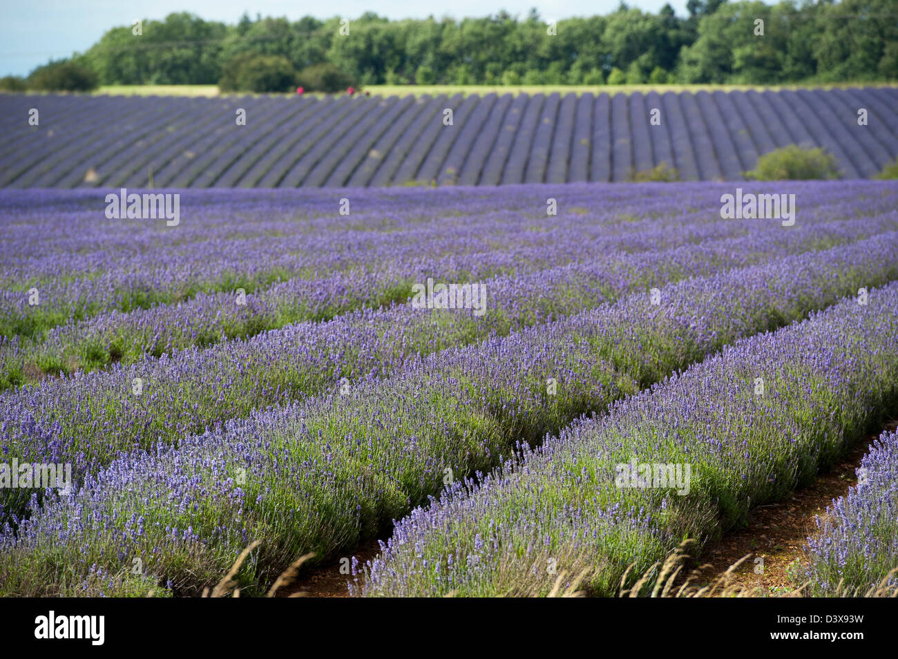 Full bloom lavender field hi-res stock photography and images - Alamy