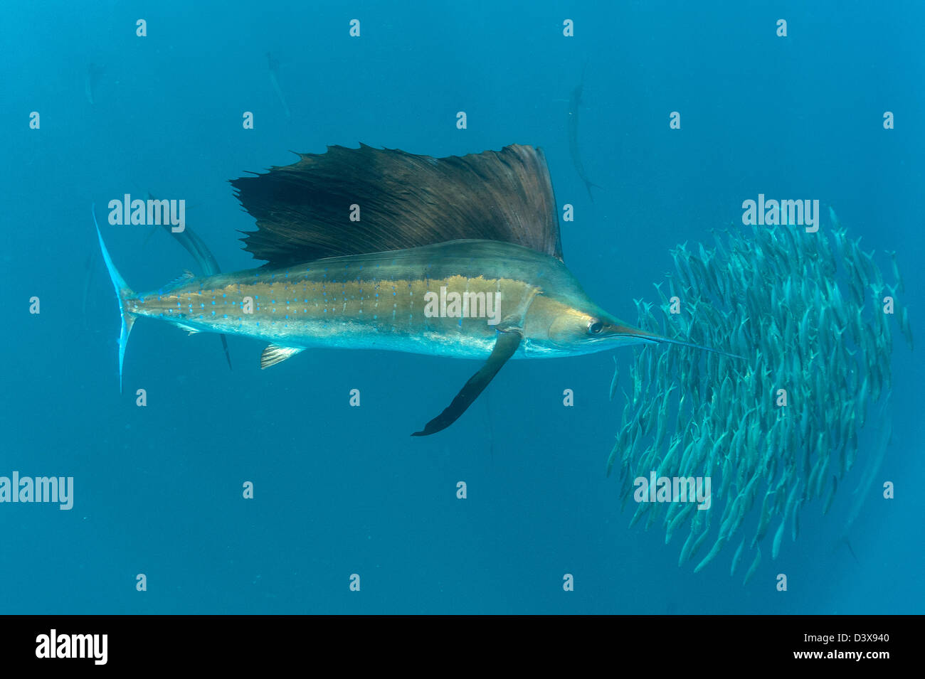 Sailfish hi-res stock photography and images - Alamy