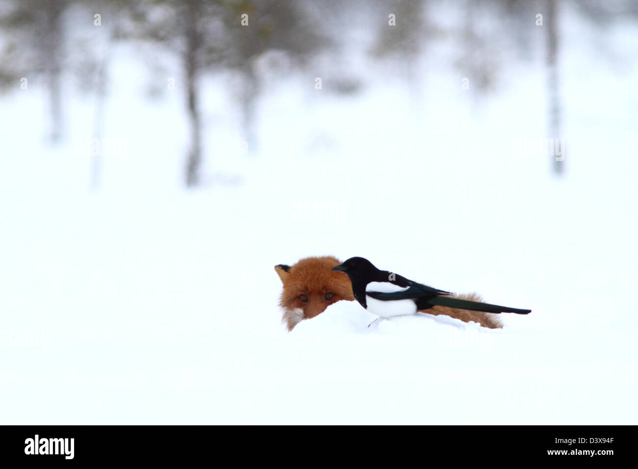 Magpie and red fox hi-res stock photography and images - Alamy