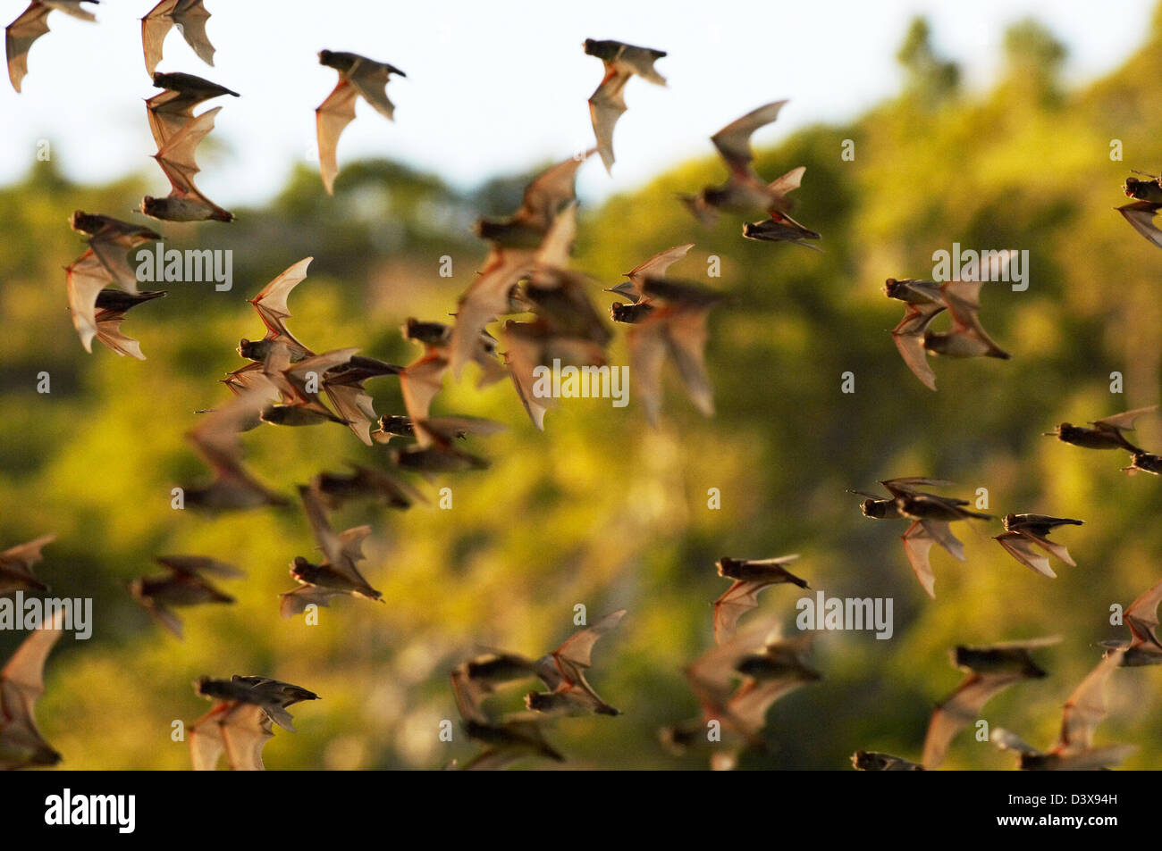 wrinkled lipped bats at dusk Stock Photo - Alamy