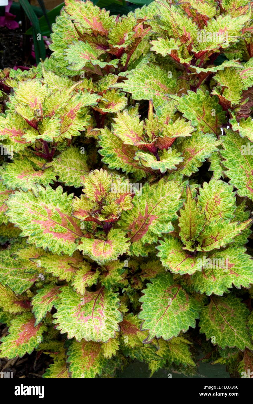 Coleus 'Indian Summer' Date: 03.11.2008 Ref: ZB907 123496 0085 ...