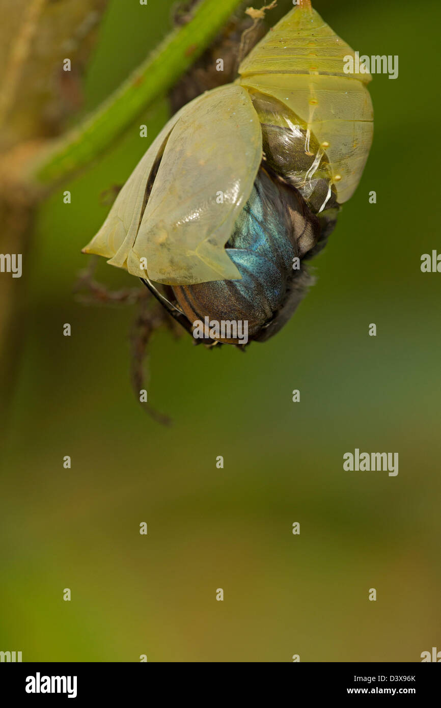 Blue Morpho (Morpho peleides) , tropical rainforest, Costa Rica, adult ...