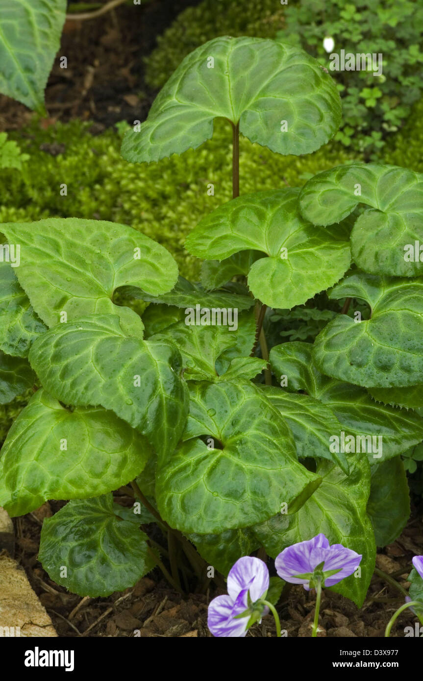 Beesia calthifolia hi-res stock photography and images - Alamy
