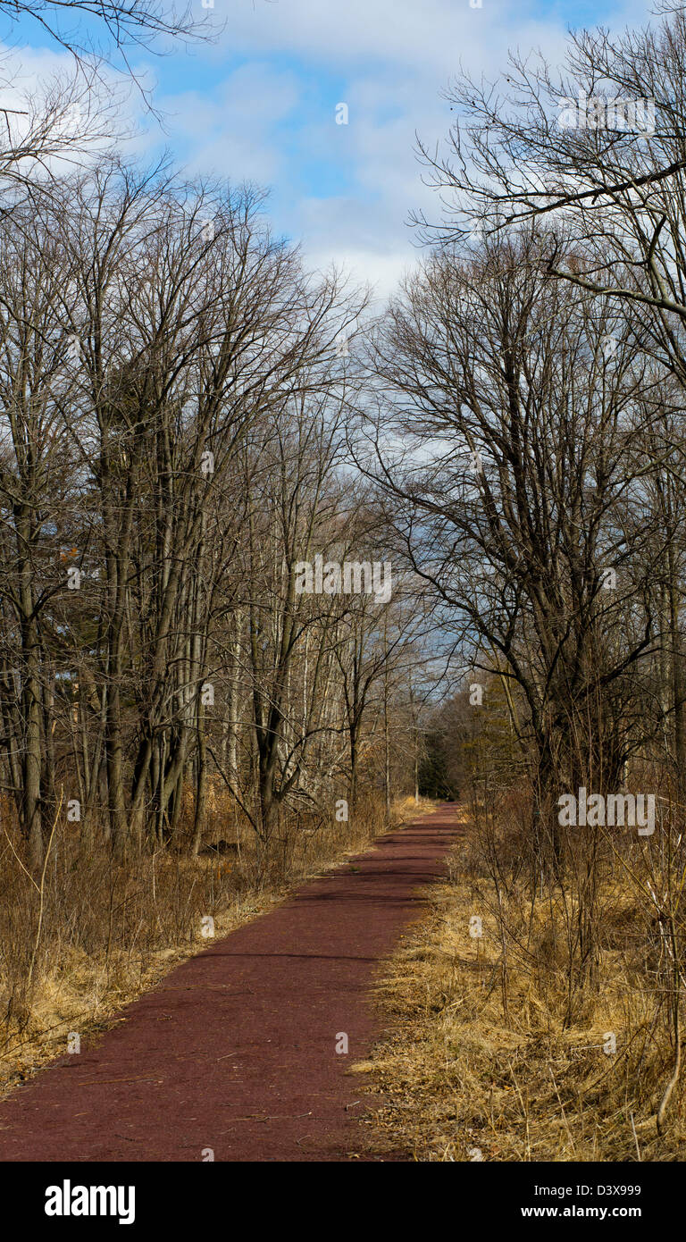 A path in the winter woods Stock Photo - Alamy