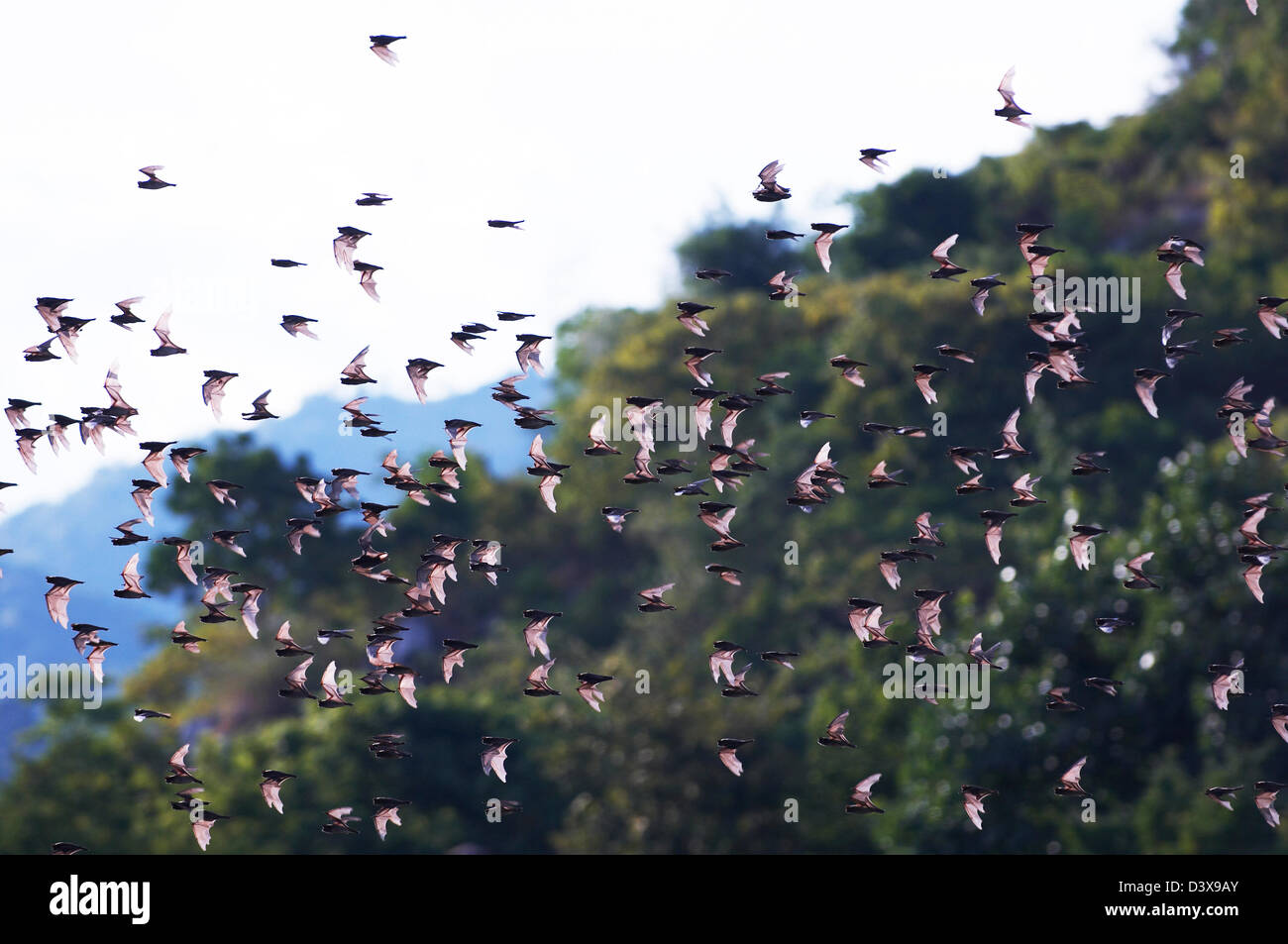 wrinkled lipped bats at dusk Stock Photo - Alamy