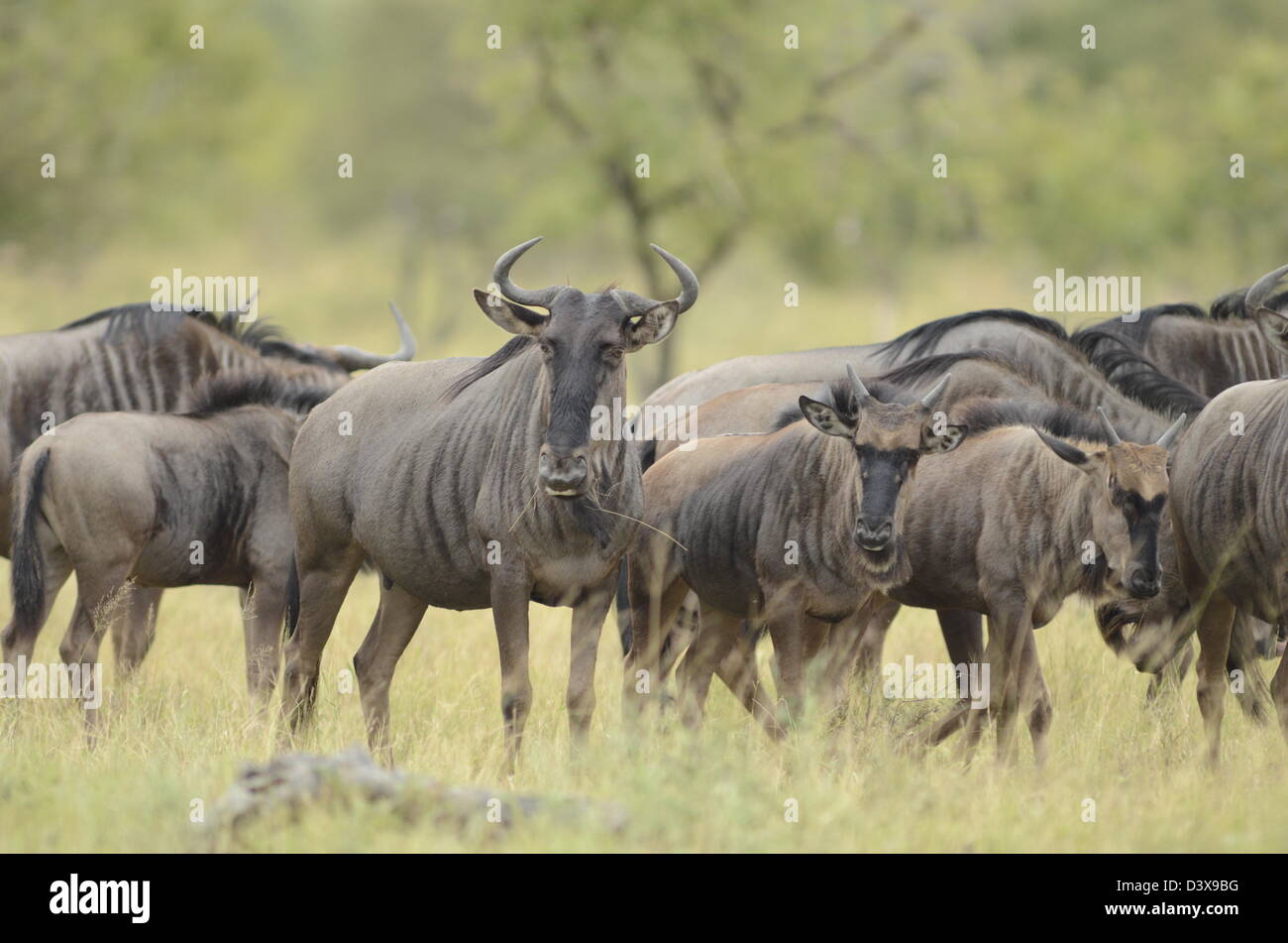 Photos of Africa, Blue Wildebeest in group one facing camera Stock ...
