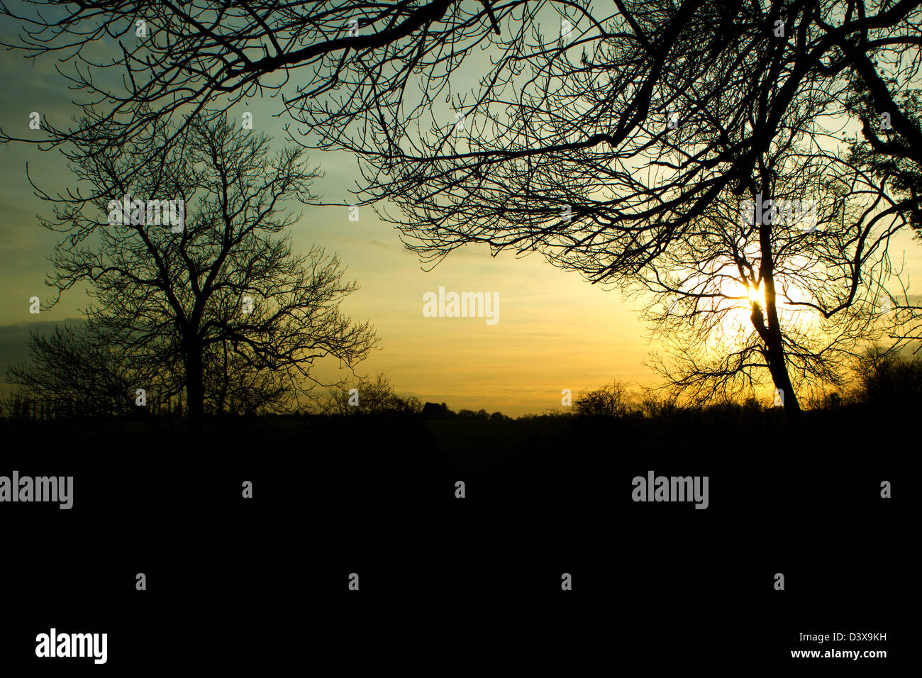 trees in a countryside scene at sunset Stock Photo - Alamy