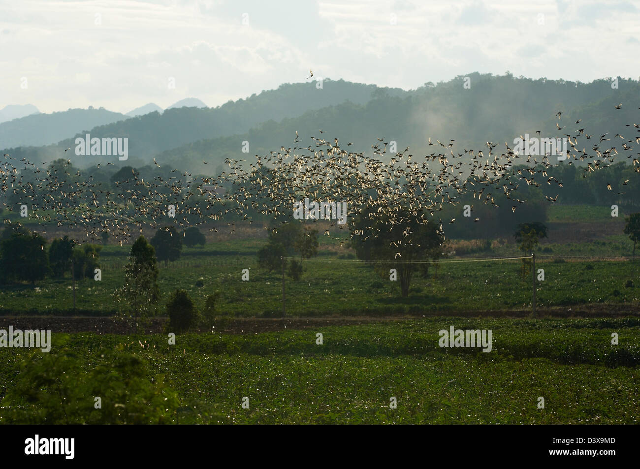 wrinkled lipped bats at dusk Stock Photo - Alamy