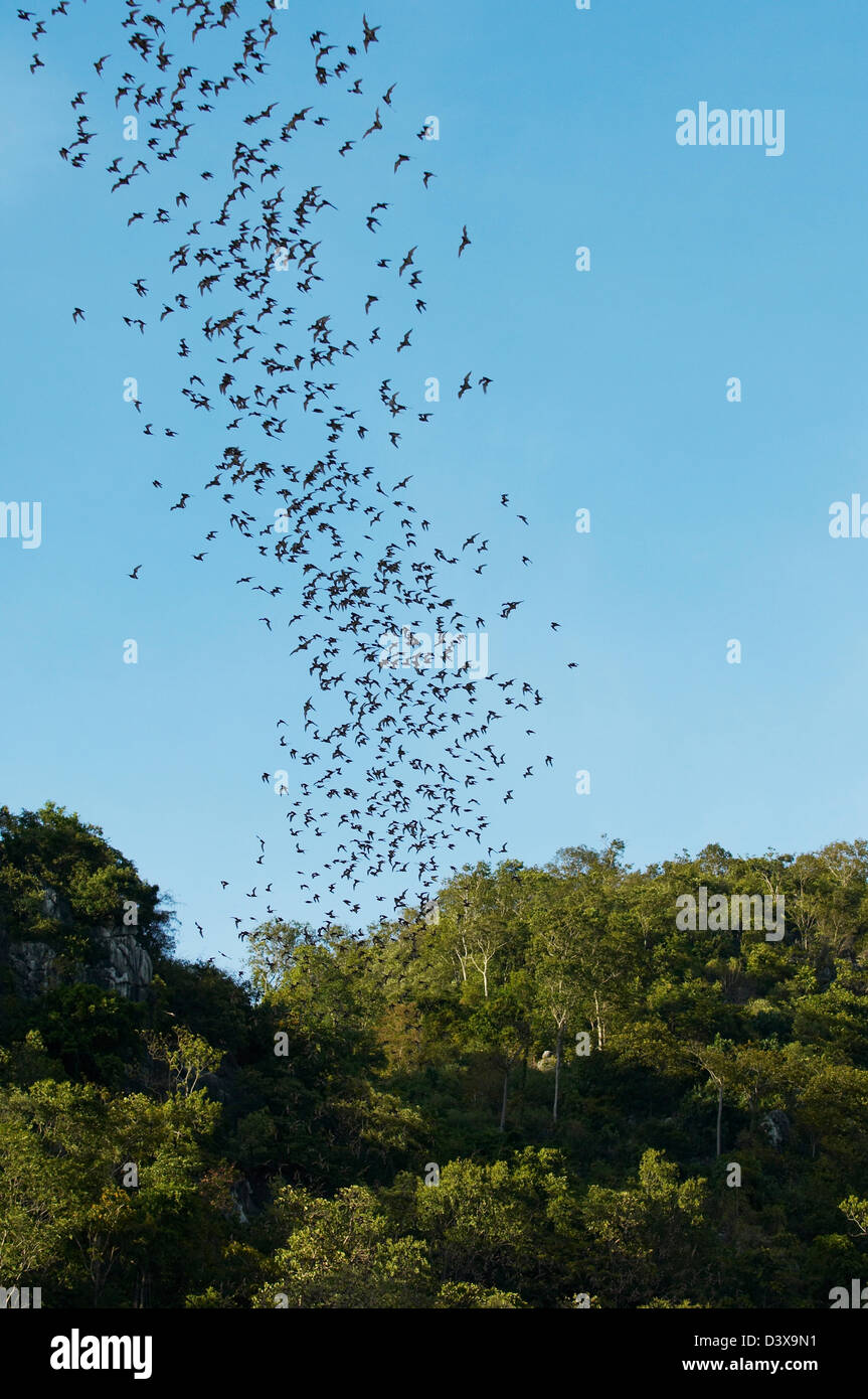 wrinkled lipped bats at dusk Stock Photo - Alamy