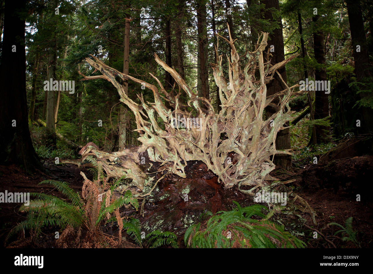 Uprooted forest hi-res stock photography and images - Alamy