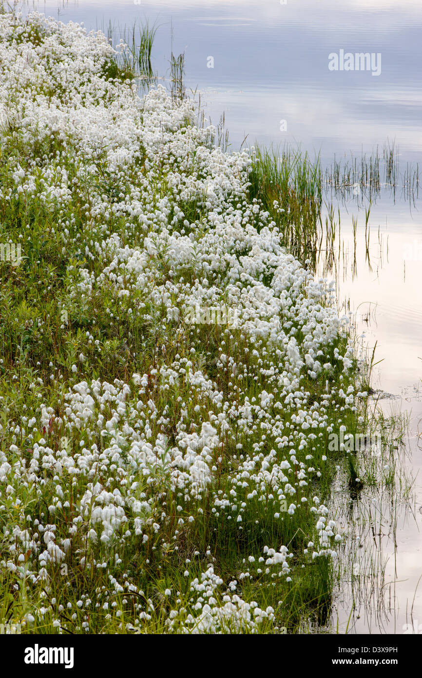 Alaska Cotton Grass (Eriophorum brachyantherm) grows along a tundra ...